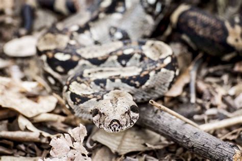 Venomous Hd Wallpapers