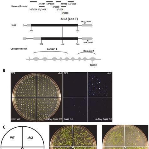 Map Based Cloning And Complementation Of The Shi2 Mutant A Map Based