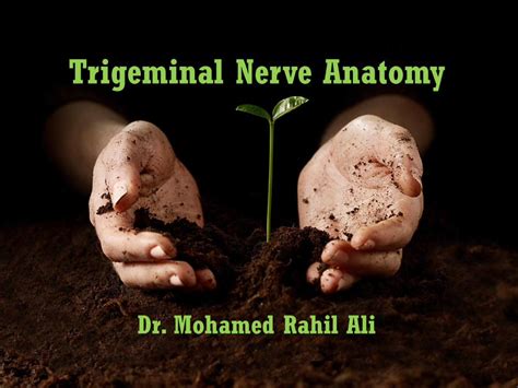 Pdf Trigeminal Nerve Anatomy جامعة تكريت كلية طب الاسنان Iq Images New 2016