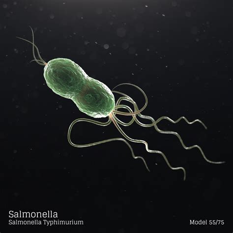 Salmonella Typhi Bacteria