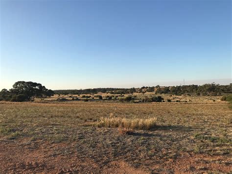 Grasslands To Scalp Or Not To Scalp — Mallee Conservation