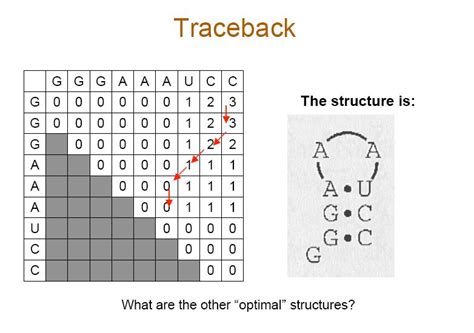 Nussinov Algorithm Example August BioInformatics Pakistan