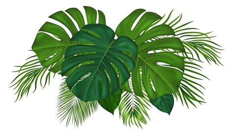 다양한 녹색 야자수 잎이 있는 여름 열대 구성 전단지 배너 인쇄에 대 한 벡터 식물 디자인 0명에 대한 스톡 벡터 아트 및 기타 이미지 Istock