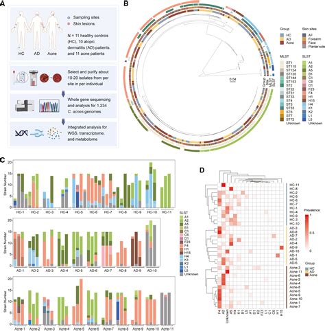 Multi Omics Signatures Reveal Genomic And Functional Heterogeneity Of Cutibacterium Acnes In