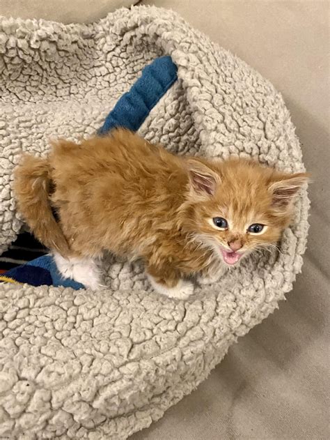 Tiny Babe R Illegallysmolcats