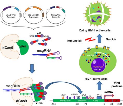 Overview Of The Dcas9 Vph Sam System Using Ms2 Mediated Sgrna To Direct