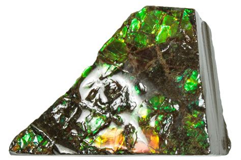 1 4 Iridescent Ammolite Fossil Ammonite Shell Rainbow Colors
