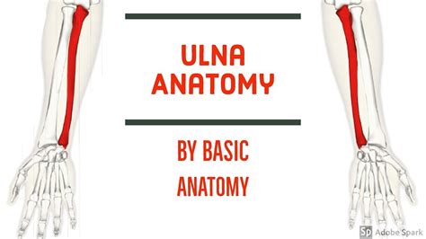 Ulna Definition Location Anatomy Functions Diagram