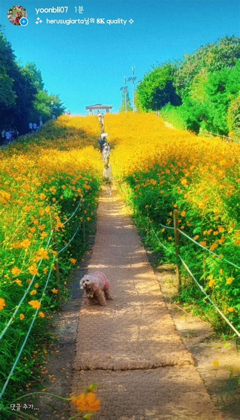 들꽃마루 찍고 핑크뮬리 포동 커뮤니티