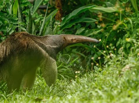 Lastest Zsl News Zsl