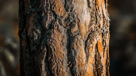 Evli Fund Management Company Ltd On Linkedin Forest And Forestry