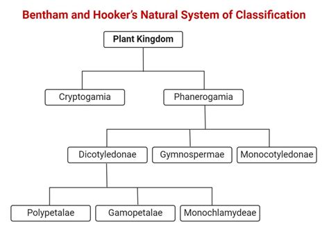 Plant Taxonomy Definition Terms Classifications