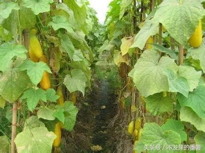 綠色的黃瓜為什麼偏偏叫黃瓜 每日頭條