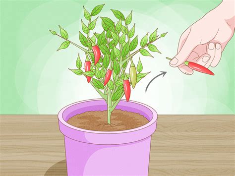 How To Grow Chili Peppers Indoors With Pictures Wikihow