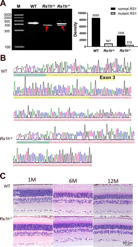 No Deleterious Gain Of Function Effect Is Detected In Heterozygous Download Scientific Diagram