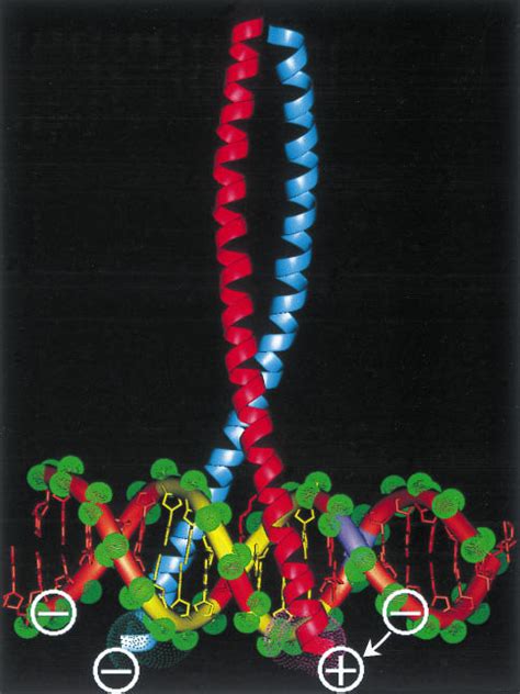 Amino Acid Residues And Base Pairs That Influence Dna Bending By Fos