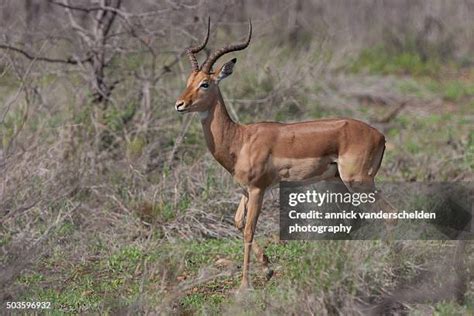 Impala Colors Photos And Premium High Res Pictures Getty Images