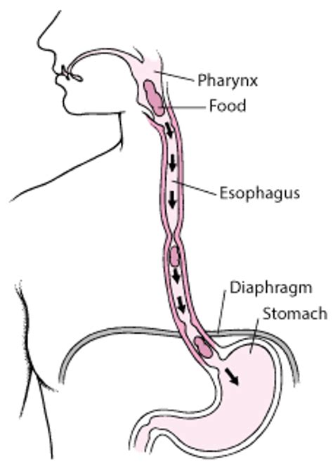 Imagethe Esophagus Msd Manual Consumer Version