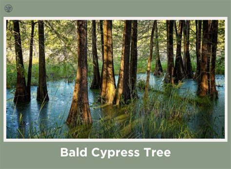 Trees That Thrive In Water Aquatic Friendly Species