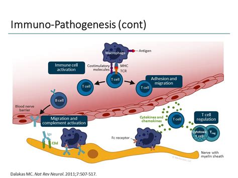 Antibodies In Cidp At Emma Sparks Blog
