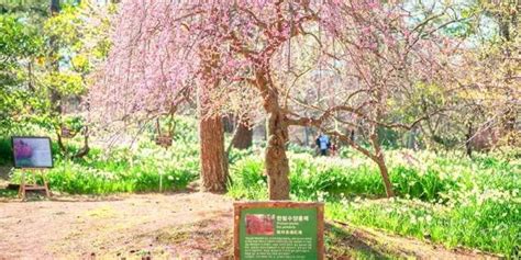 매년 100만 명 방문 2월에 먼저 꽃 피는 국내 명소 여행한조각