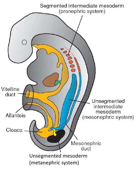 Development Of The Urogenital System Diagram Quizlet