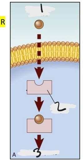 Hydrophobic Hormone Process Diagram Quizlet