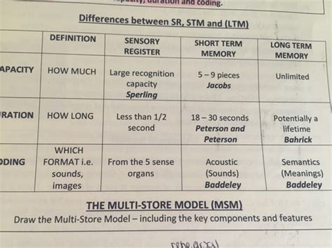Memory Set 1 Multi Store Model Flashcards Quizlet
