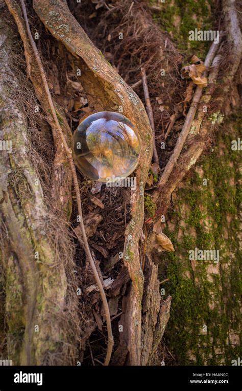 Magic Crystal Ball With Gnarled Tree Vines Fantasy Stock Photo Alamy