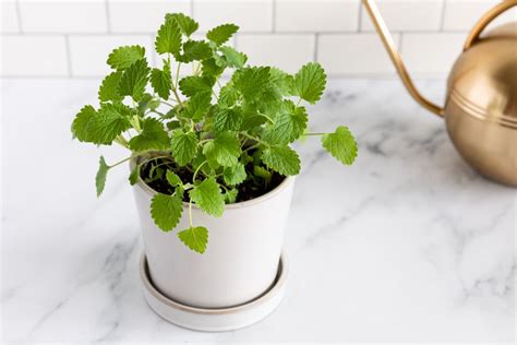 Tips For Growing Catnip Inside