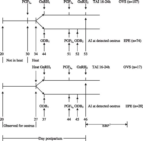 Figure 1 From Comparison Of An Oestrus Synchronisation Protocol With