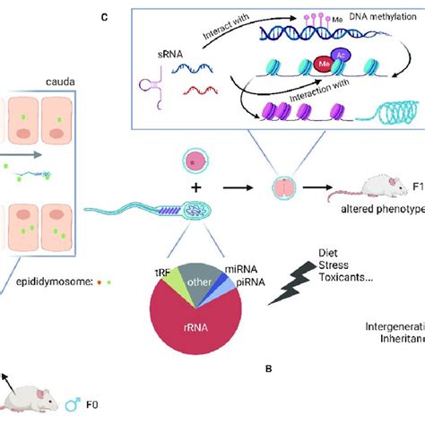 Model For Intergenerational Inheritance Via Sperm Rnas A Epididymis Download Scientific