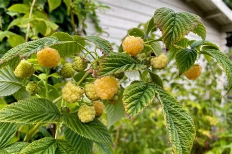 How To Propagate Raspberries From Cuttings And One Big Mistake That Means It Wont Work