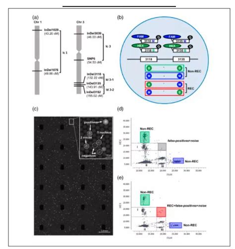 Naica® Droplet Chip Digital Pcr System For High Throughput Determinati
