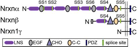 Frontiers Neurexins And Their Ligands At Inhibitory Synapses