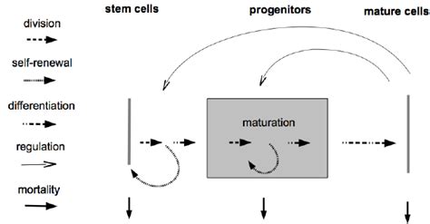 Stem Cell Population Dynamics After Division Daughter Cells May Be Of Download Scientific