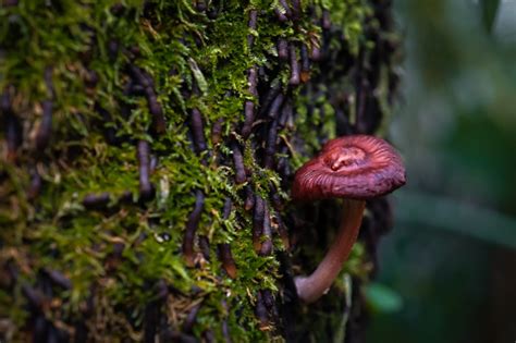 이끼 낀 나무 줄기에서 자라는 숲 곰팡이 작은 갈색 버섯은 숲의 썩은 죽은 나무에 산다 생물학 및 생물 다양성에 대한 개념 0명에 대한 스톡 사진 및 기타 이미지 Istock