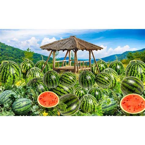 여름현수막153 키즈파람 여름현수막 여름배경현수막 물놀이현수막 원두막현수막 수박밭현수막