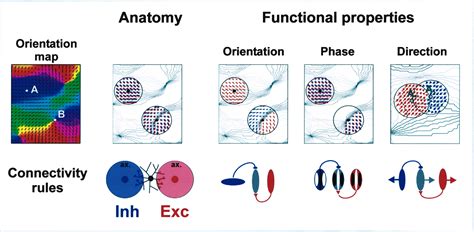 Orientation And Direction Selectivity Of Synaptic Inputs In Visual Cortical Neurons Neuron