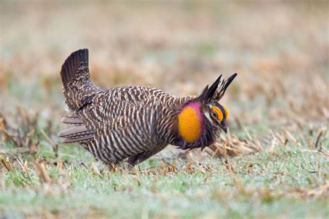 Greater Prairie Chicken Artofit