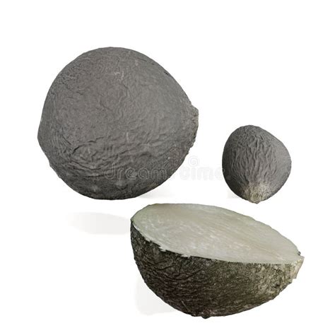 Closeup Of Fossil Crabs Pieces Isolated In The White Background Stock Image Image Of Objects