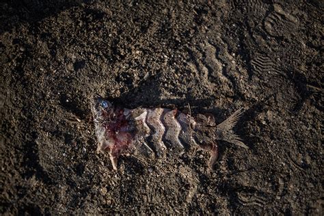 არალის ზღვის ამბავი