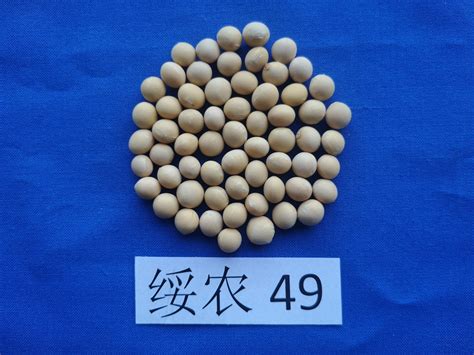 大豆新品种绥农49 黑龙江省农业科学院绥化分院