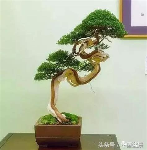 盆景之王柏類盆景的欣賞與養護 每日頭條