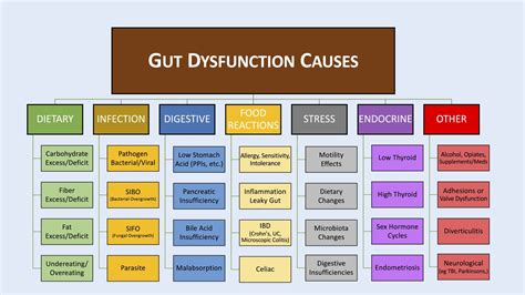 Optimal Gut Health Advice From A Naturopathic Doctor And Certified