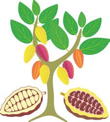 Cocoa Tree Vector Images Over 2 900