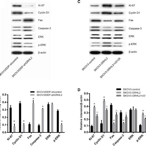 Grhl2 Expression Activated Erk Mapk Signaling Pathways In Vitro A B