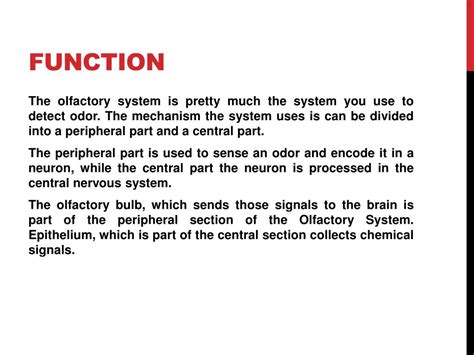 PPT The Olfactory System PowerPoint Presentation Free Download ID 2192940