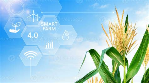 Corn Field With Infographics Smart Farming And Precision Agriculture 4 0 With Visual Icon