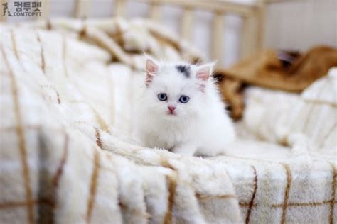 페르시안분양 친칠라 Persian Chinchilla 브리티쉬숏헤어고양이분양 셀커크렉스고양이분양스코티쉬폴드고양이분양 페르시안